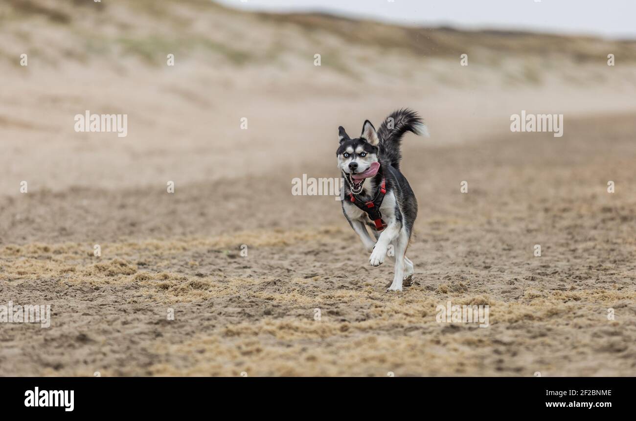 Dog husky running hi-res stock photography and images - Alamy