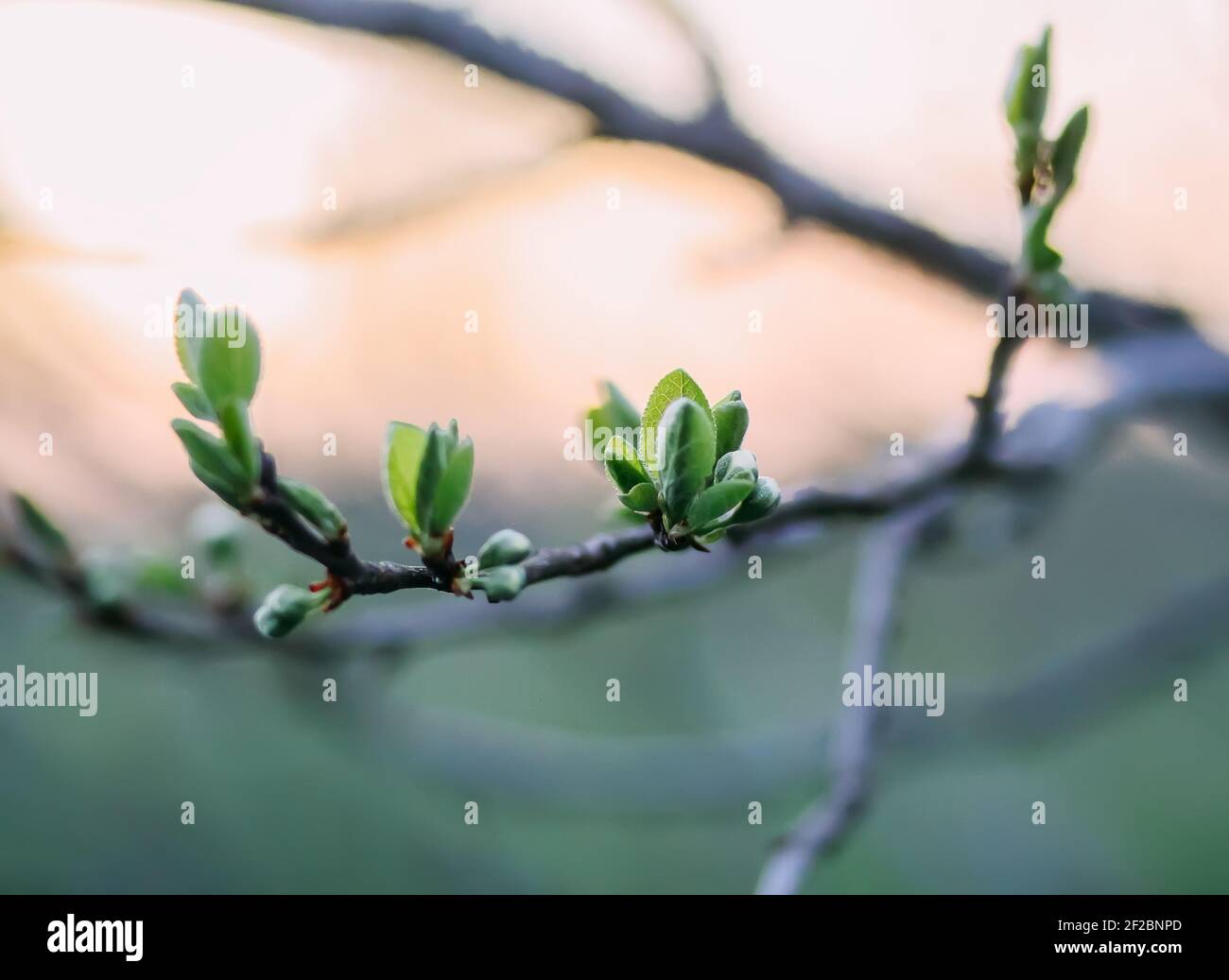 Tree branches with first green leaves on evening sky background in ...