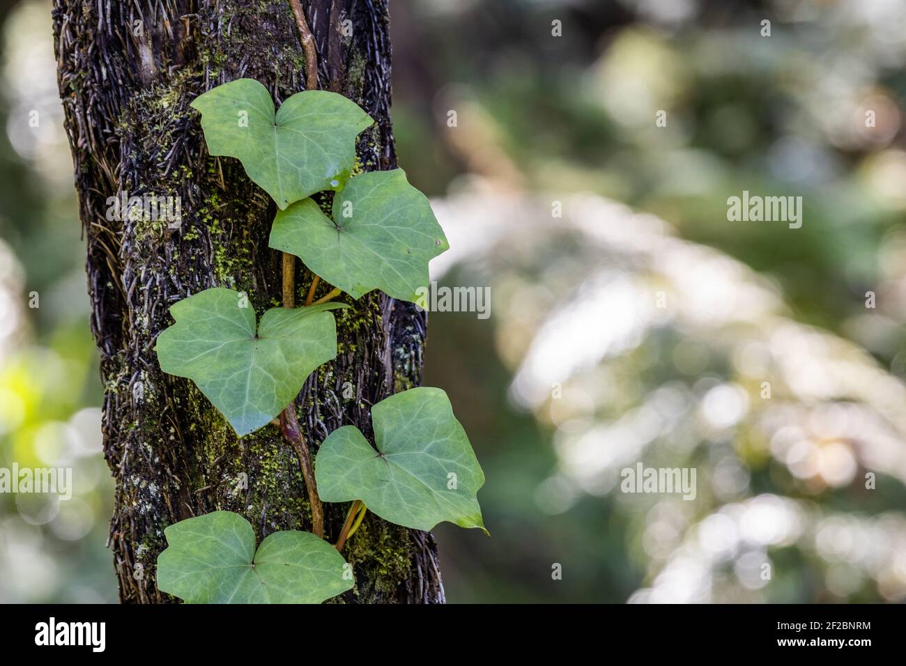 Azorean ivy climbing on a tree, Azores forest, Sao Miguel travel ...