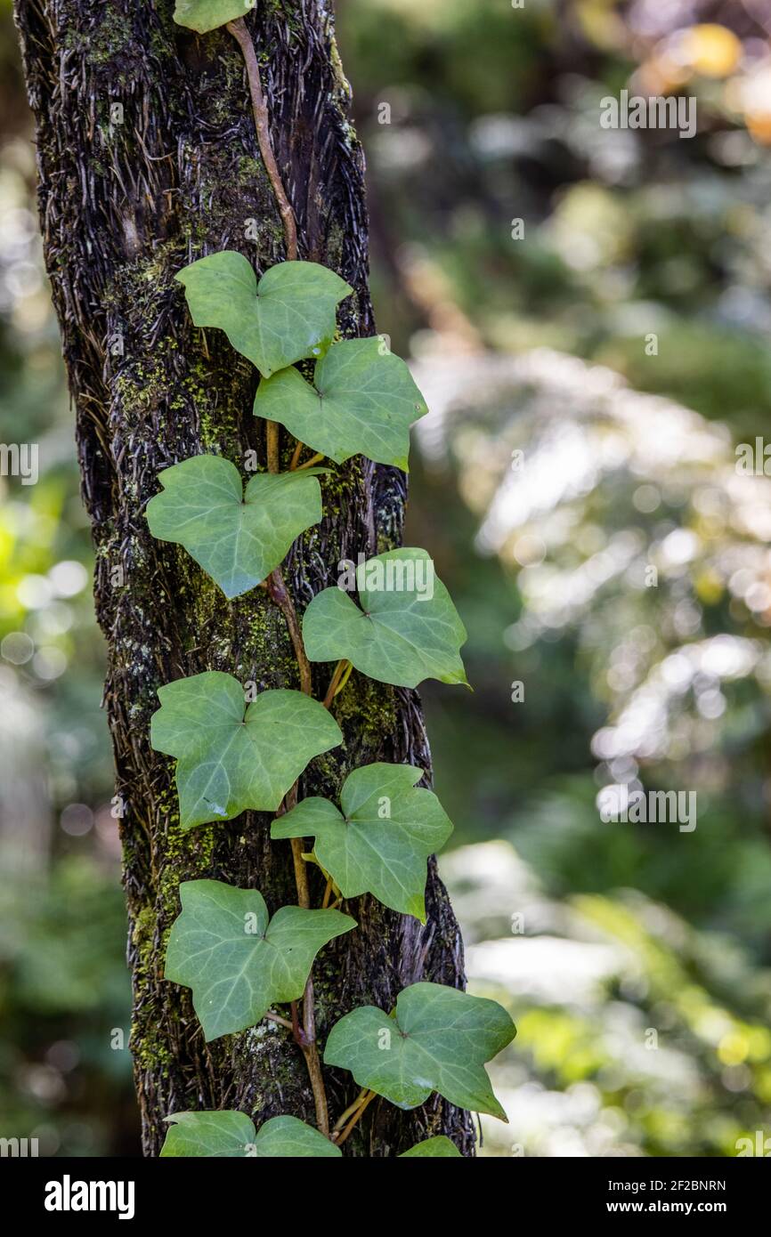 Azorean plants hi-res stock photography and images - Alamy