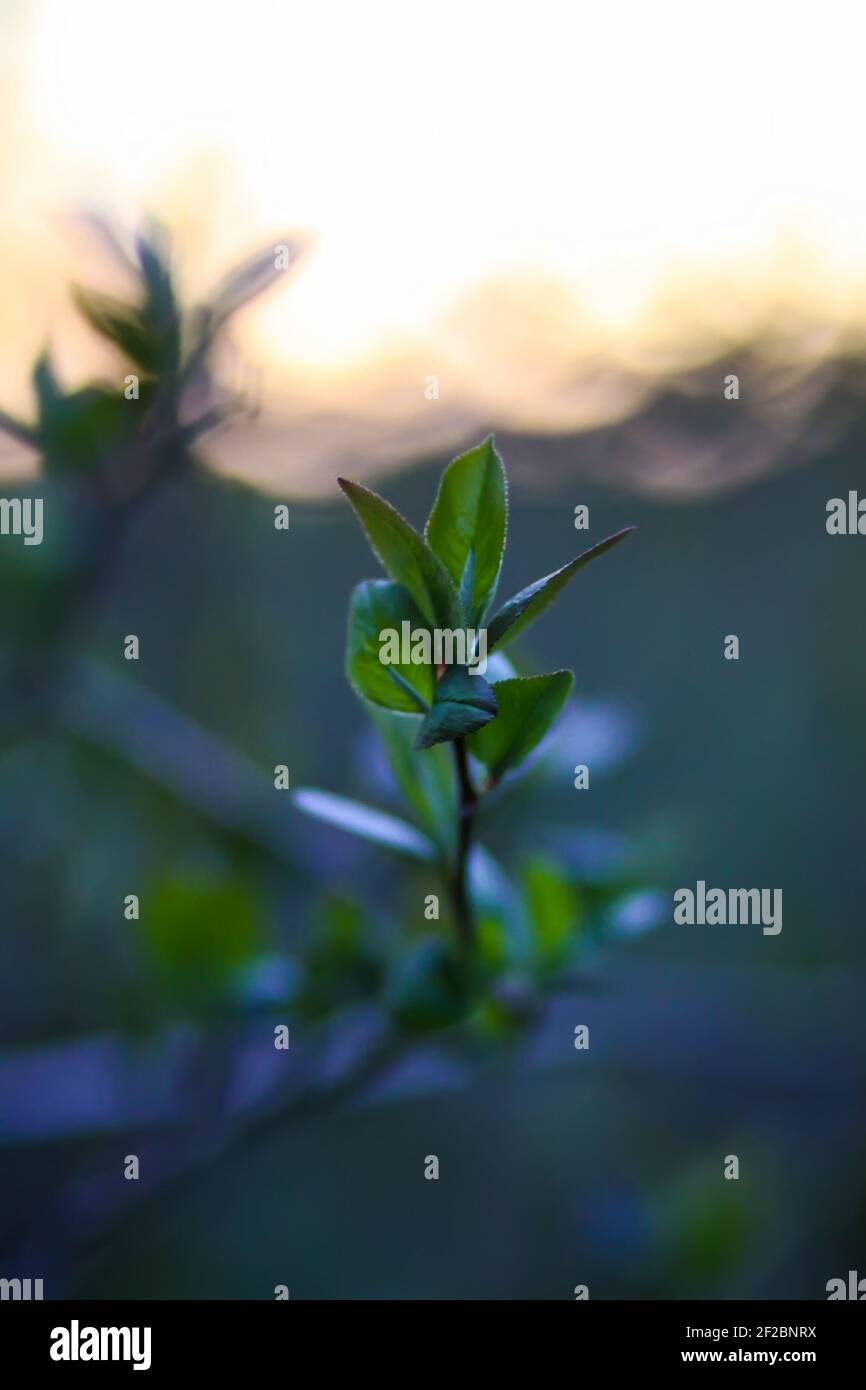 Tree branches on evening sky background in spring garden Stock Photo ...