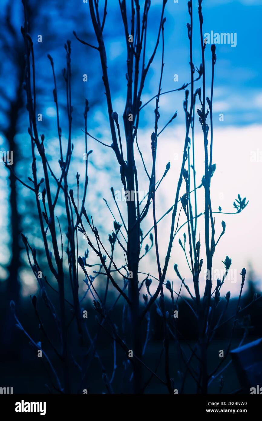 Tree branches on evening sky background in spring garden Stock Photo ...