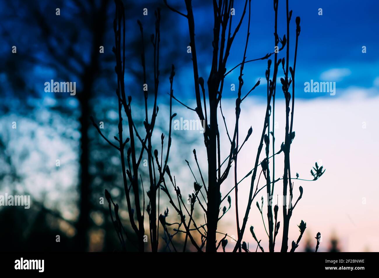 Tree branches on evening sky background in spring garden Stock Photo ...
