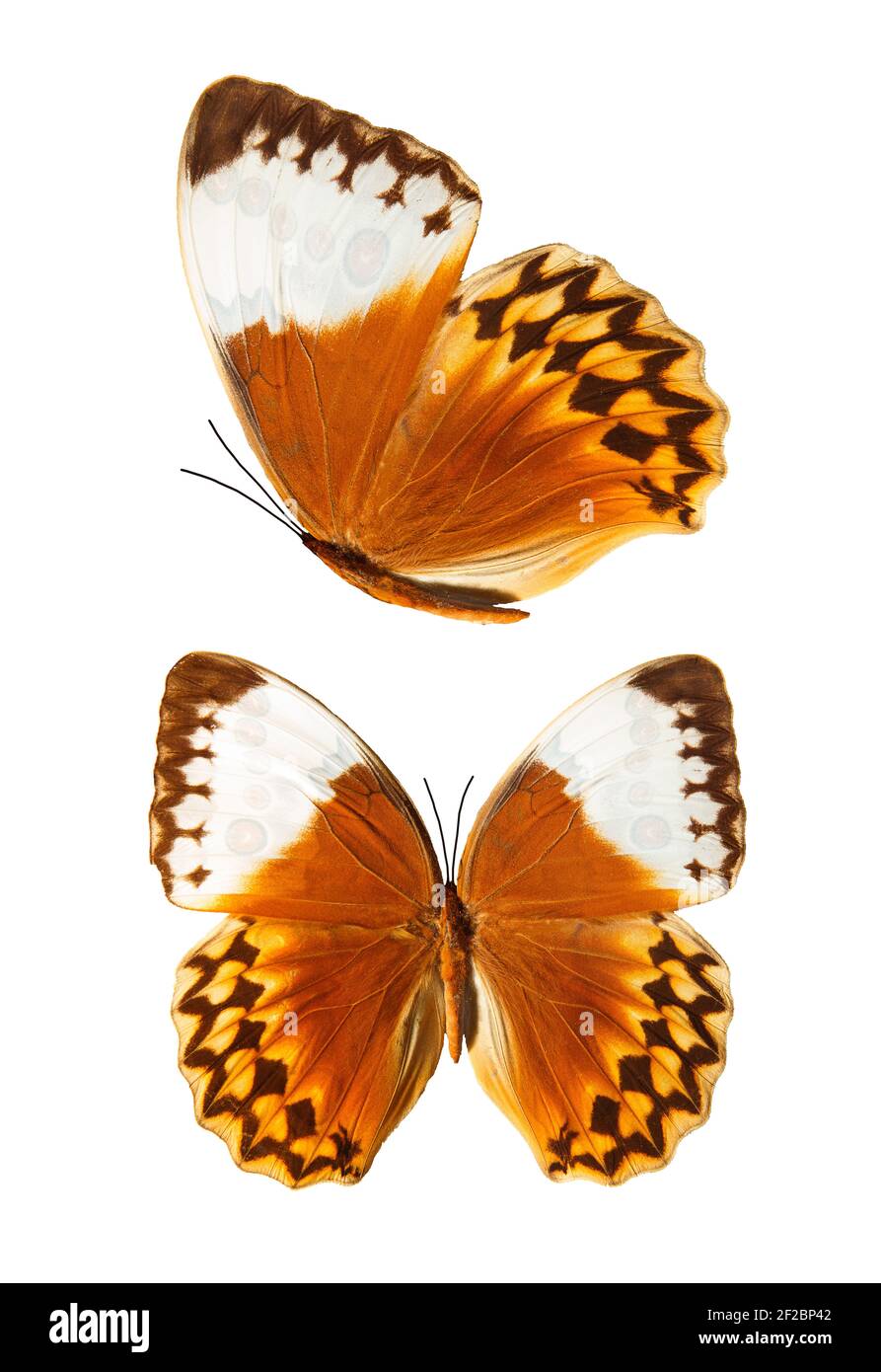 Two monarch butterflies Cut Out Stock Images & Pictures - Alamy