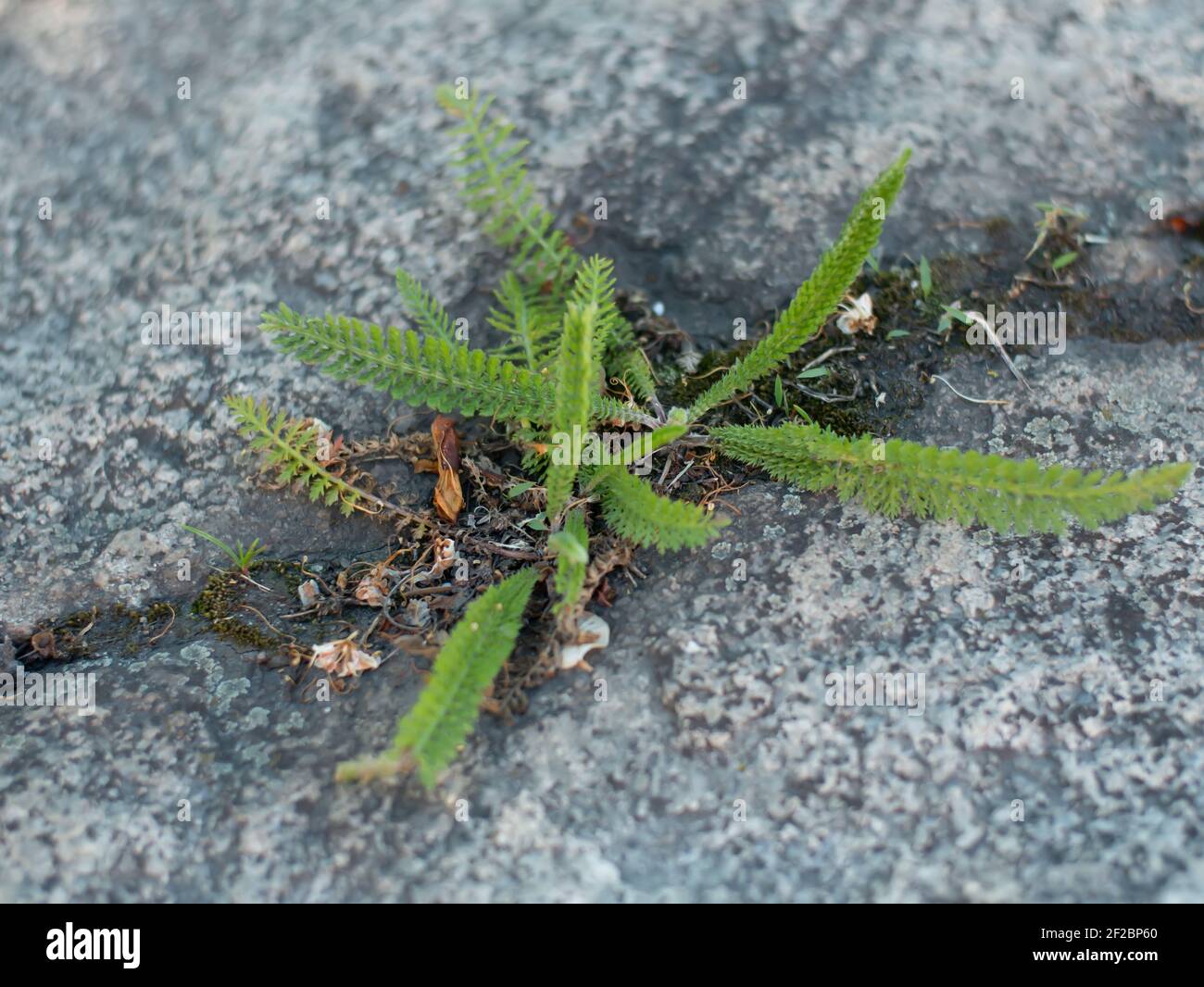 Ground flora hi-res stock photography and images - Alamy