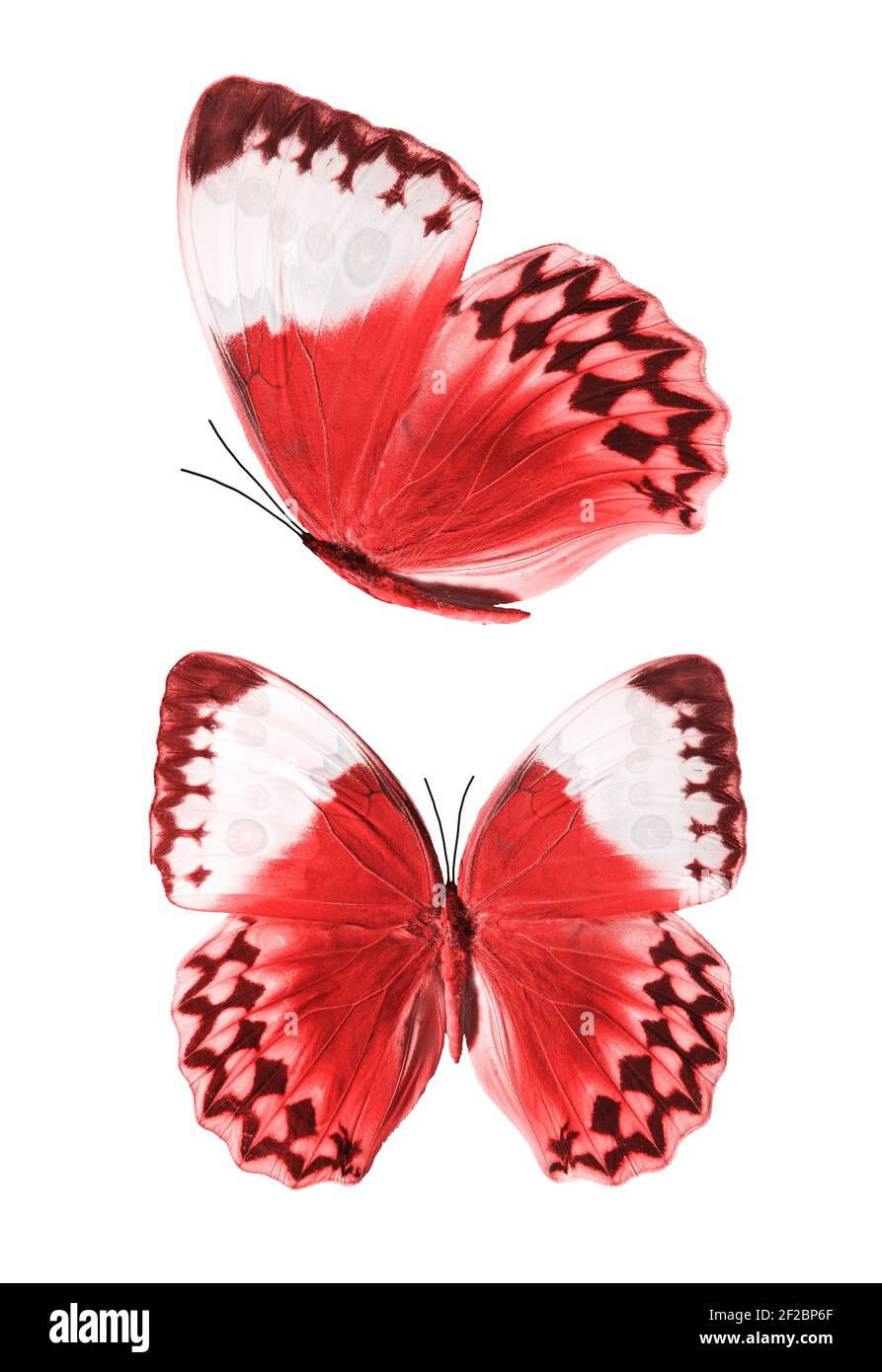 set of red butterflies isolated on a white background. High quality ...
