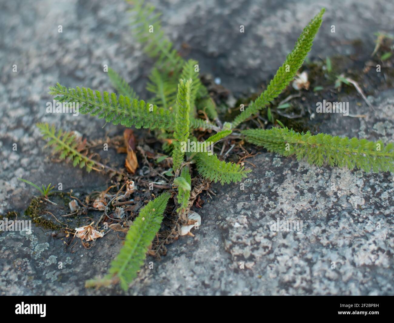 Rain ball hi-res stock photography and images - Alamy