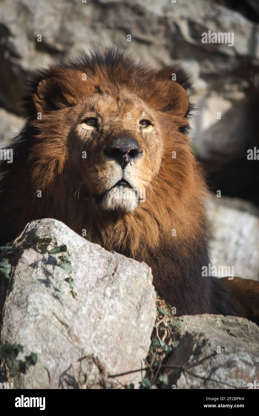 A lion, the king of the forest, photo taken in Cornelle zoo near ...