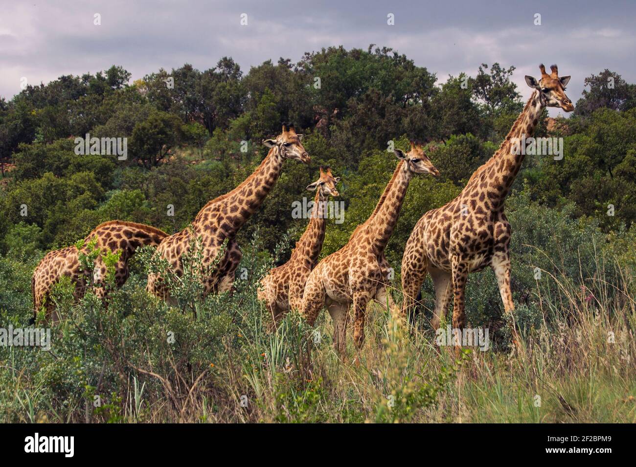 Groenkloof nature reserve hi-res stock photography and images - Alamy
