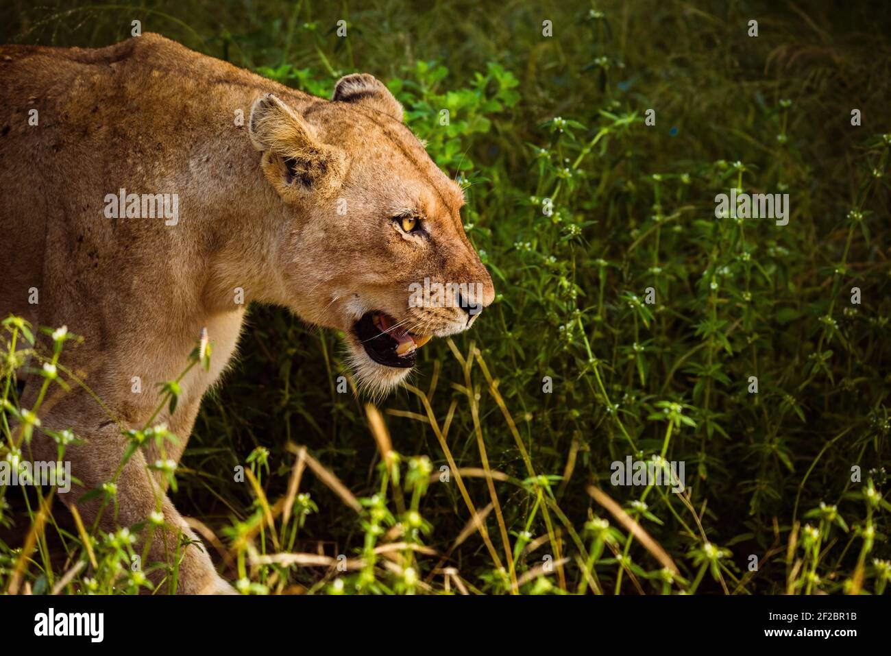 Lioness Roar