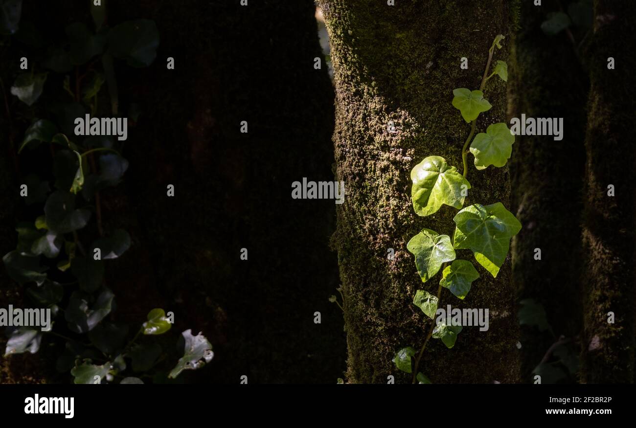 Azorean ivy climbing on a tree, Azores forest, Sao Miguel travel ...