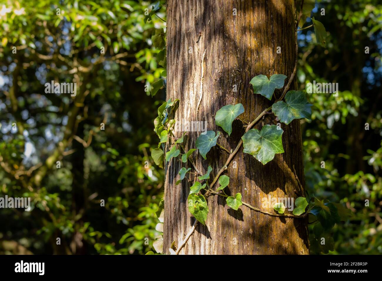 Azorean hi-res stock photography and images - Alamy