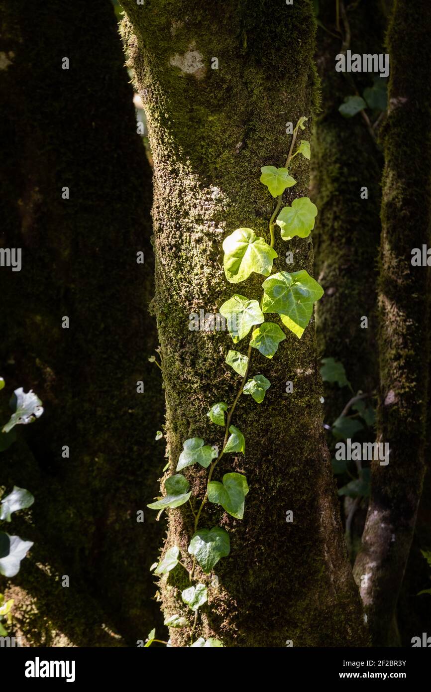 Azorean plants hi-res stock photography and images - Alamy