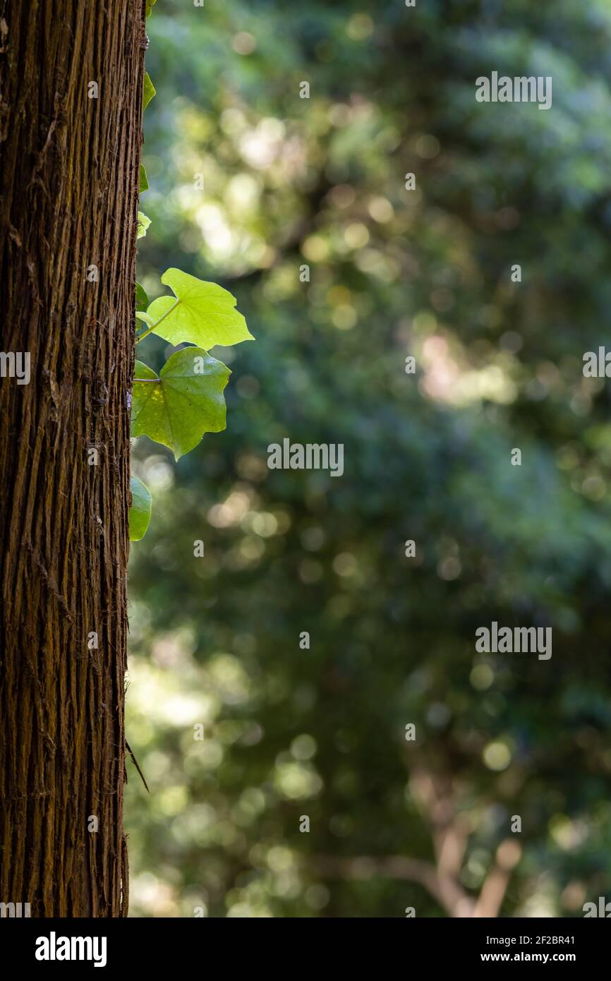 Azorean ivy climbing on a tree, Azores forest, Sao Miguel travel ...