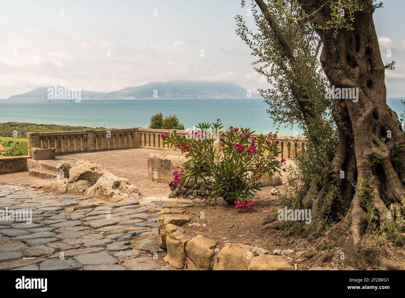 Ancient roman road with olive tree, Nerium oleander tree, the ...