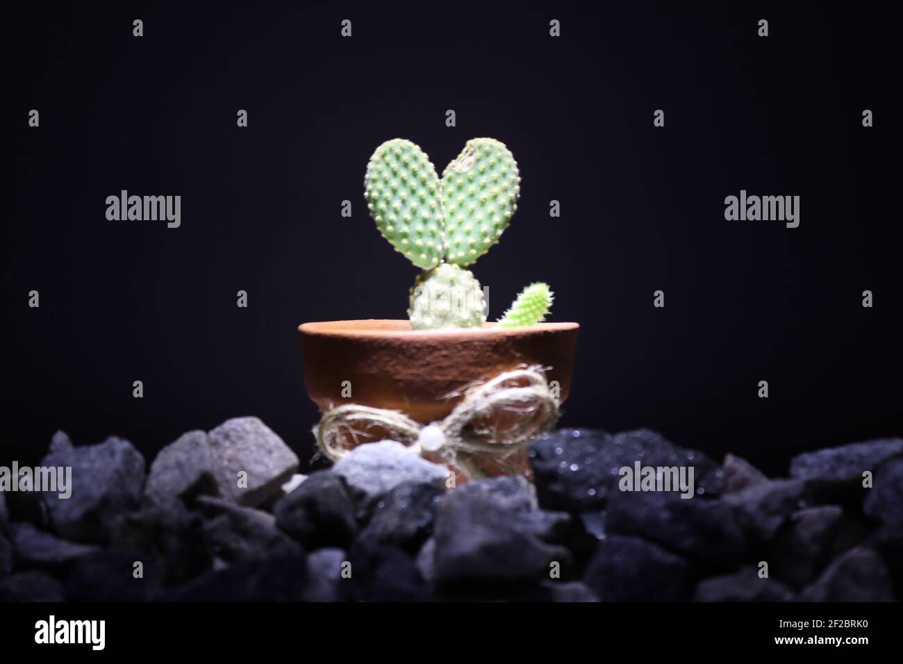 This small cactus tree with three leaves standing in front of various ...