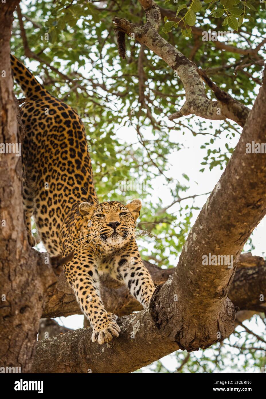Marula tree hi-res stock photography and images - Alamy