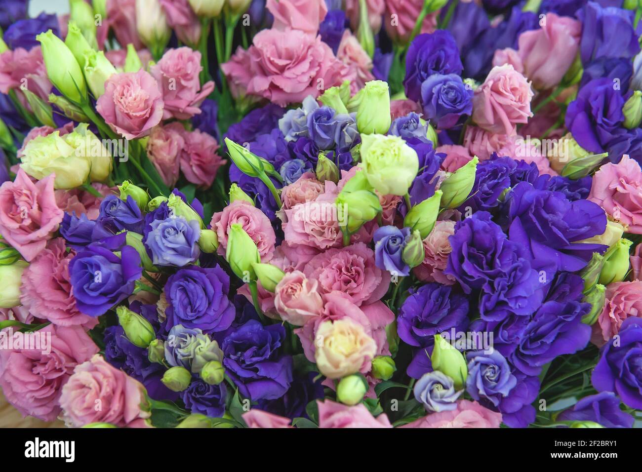 large bouquet of pink and purple Eustoma close-up. Lilac delicate ...