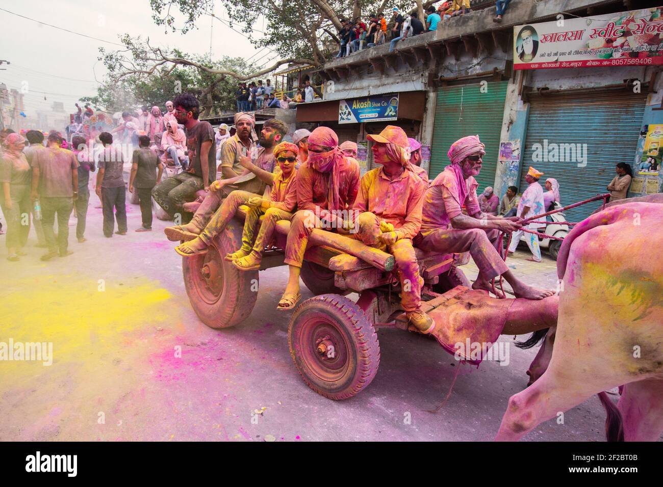 India, Mathura - Wagon with participants covered in colored powder in ...