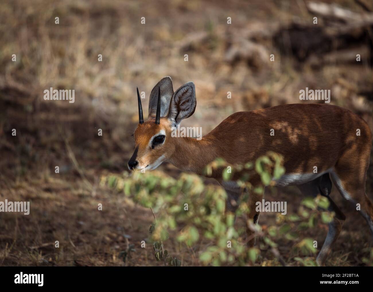 Steenbok in the bush of Kruger National Park, South Africa. December ...