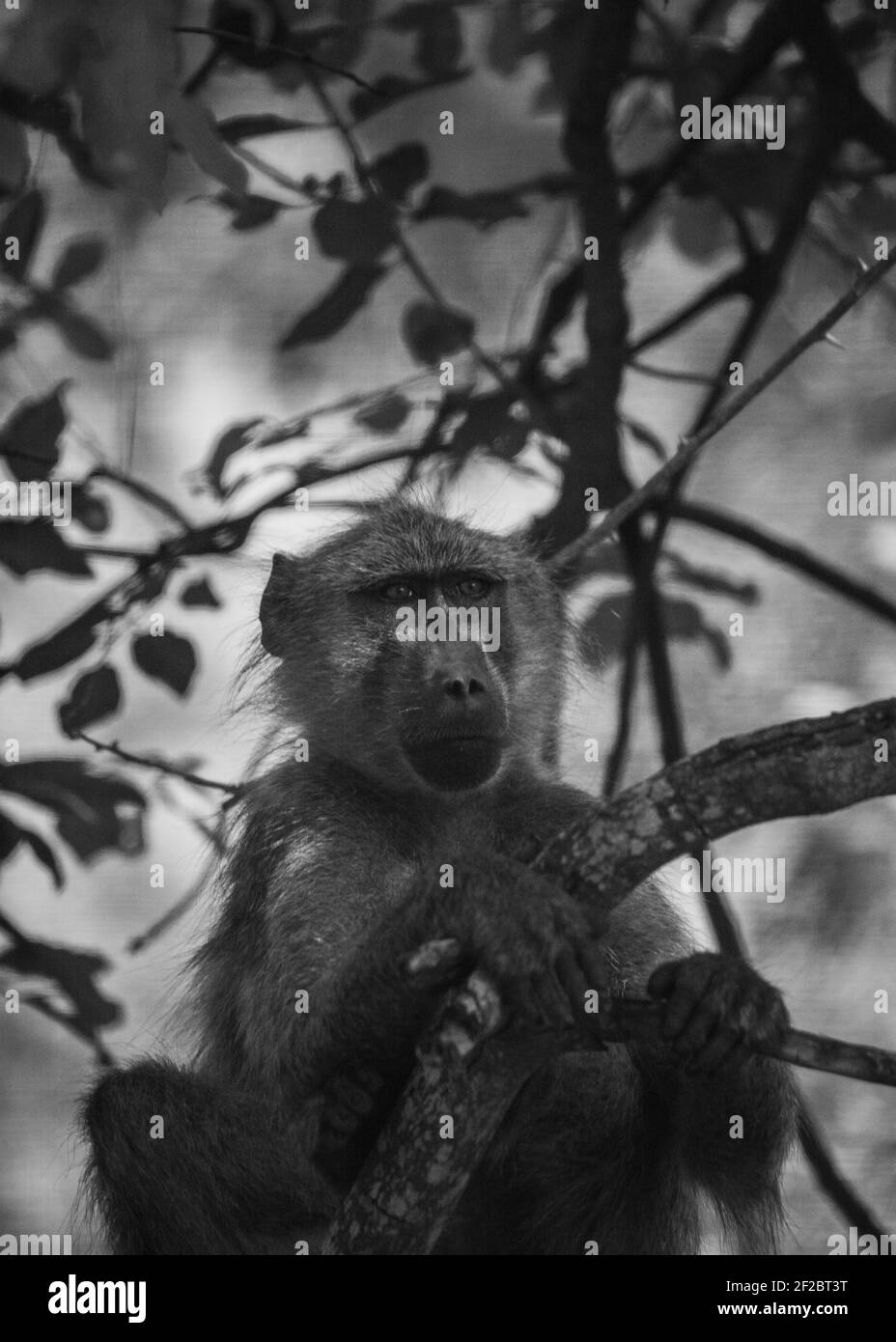 Baboon tree Black and White Stock Photos & Images - Alamy
