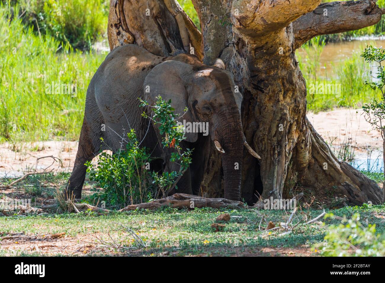 Baby Elephant scratching against a tree in the Kruger National Park ...