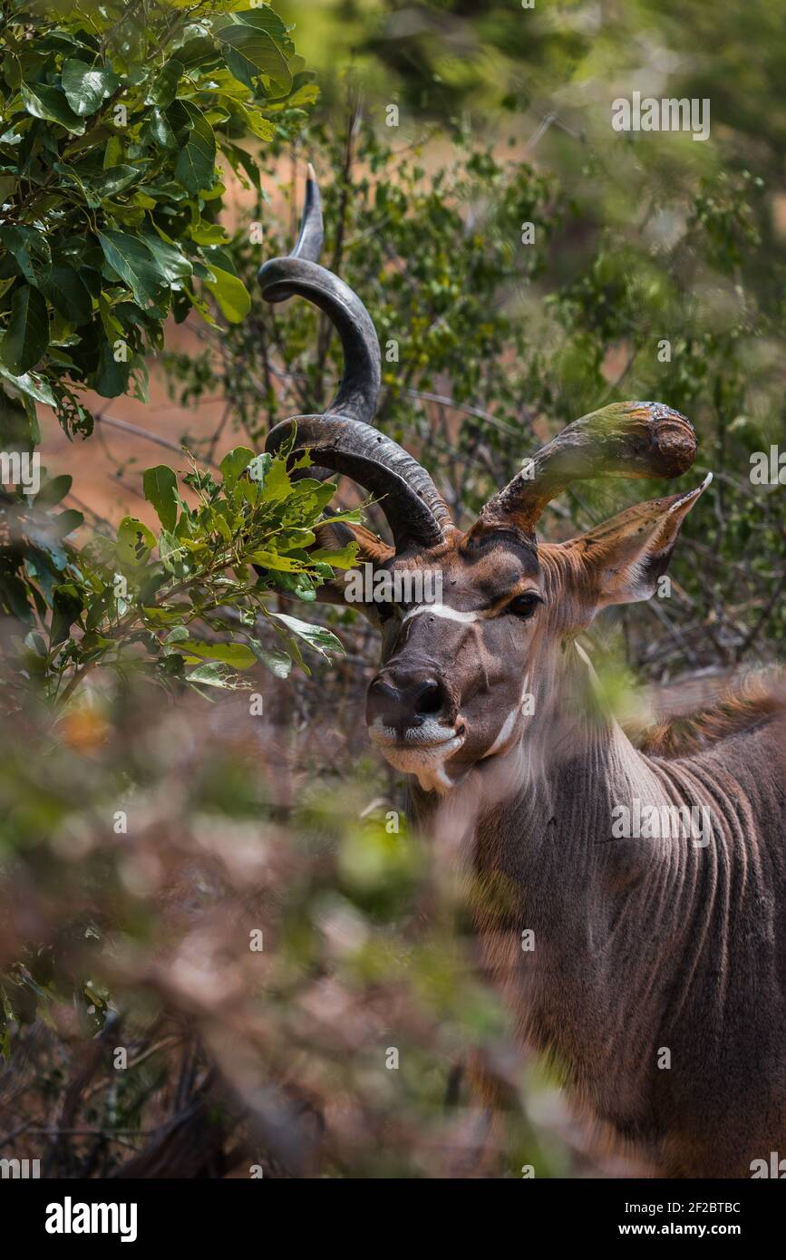 Kudu horns hi-res stock photography and images - Alamy
