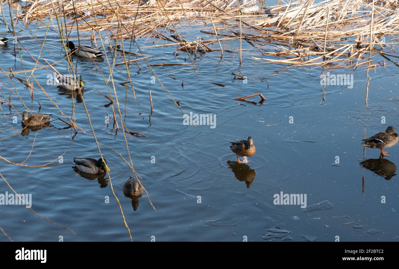 Wild ducks in the Dnieper river near Obolonskaya embankment in Kiev ...