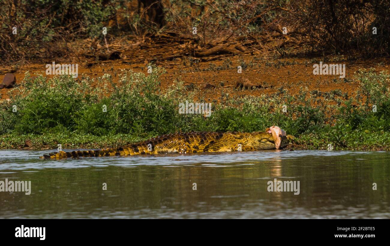 Nile crocodile catching a large fish at a watering hole in the Kruger ...