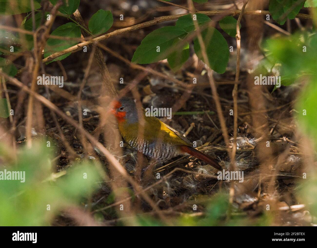 Green-winged Pytilia on the ground in the bush at the Kruger National ...