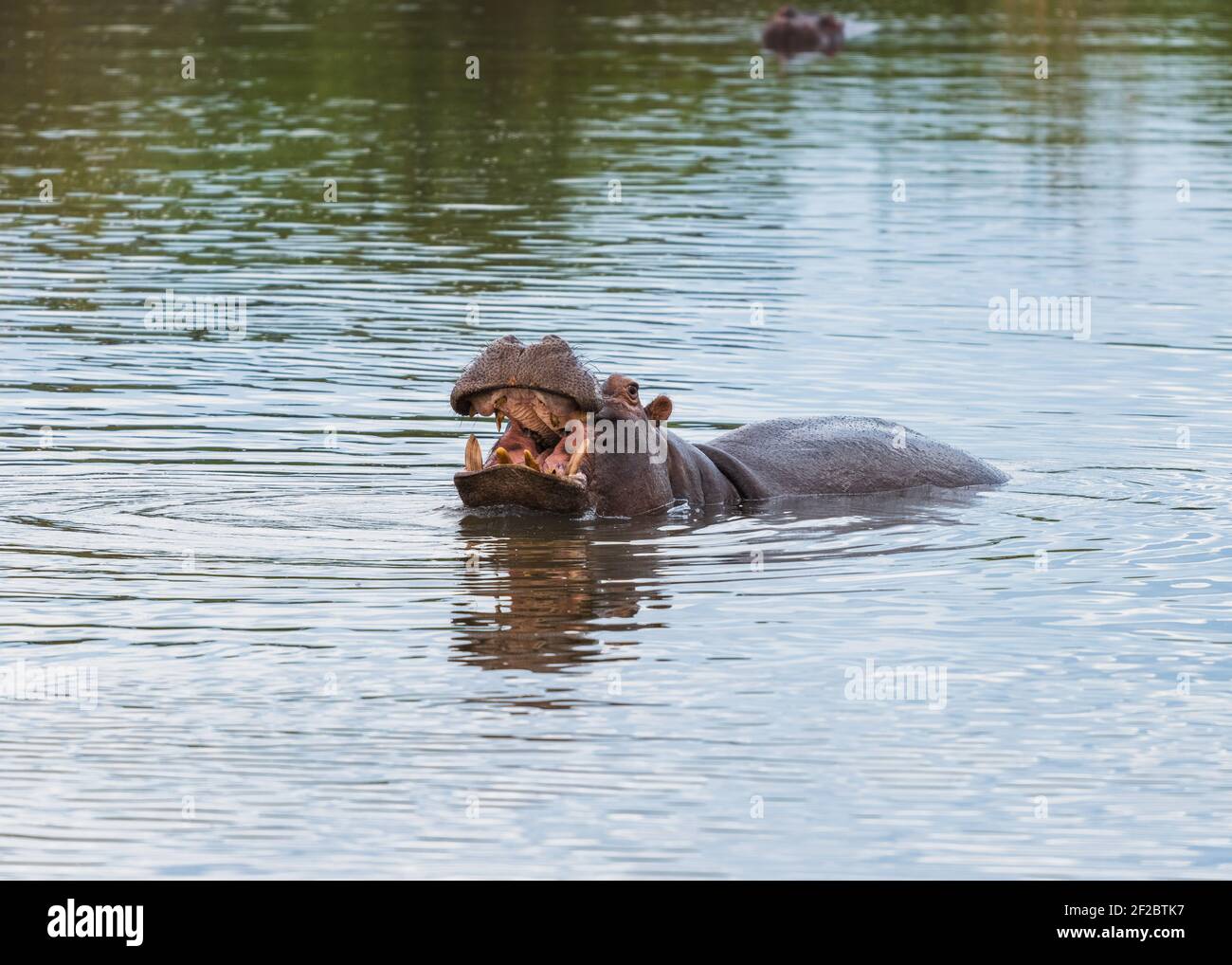 Hippo bite hi-res stock photography and images - Alamy