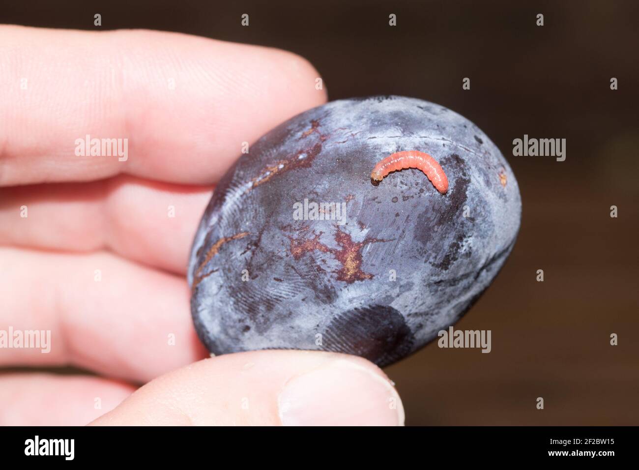 Plum fruit moth (Grapholita funebrana) larva emerged from fruit. Sussex ...