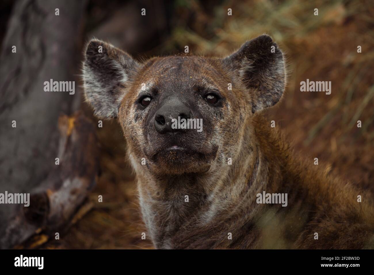 Spotted Hyena mother in the Kruger National Park, South Africa ...