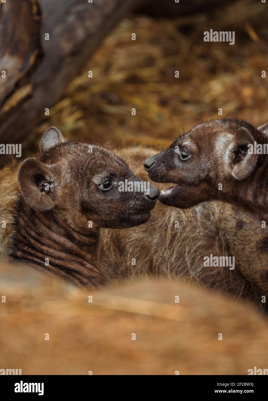 Hyena cubs hi-res stock photography and images - Alamy