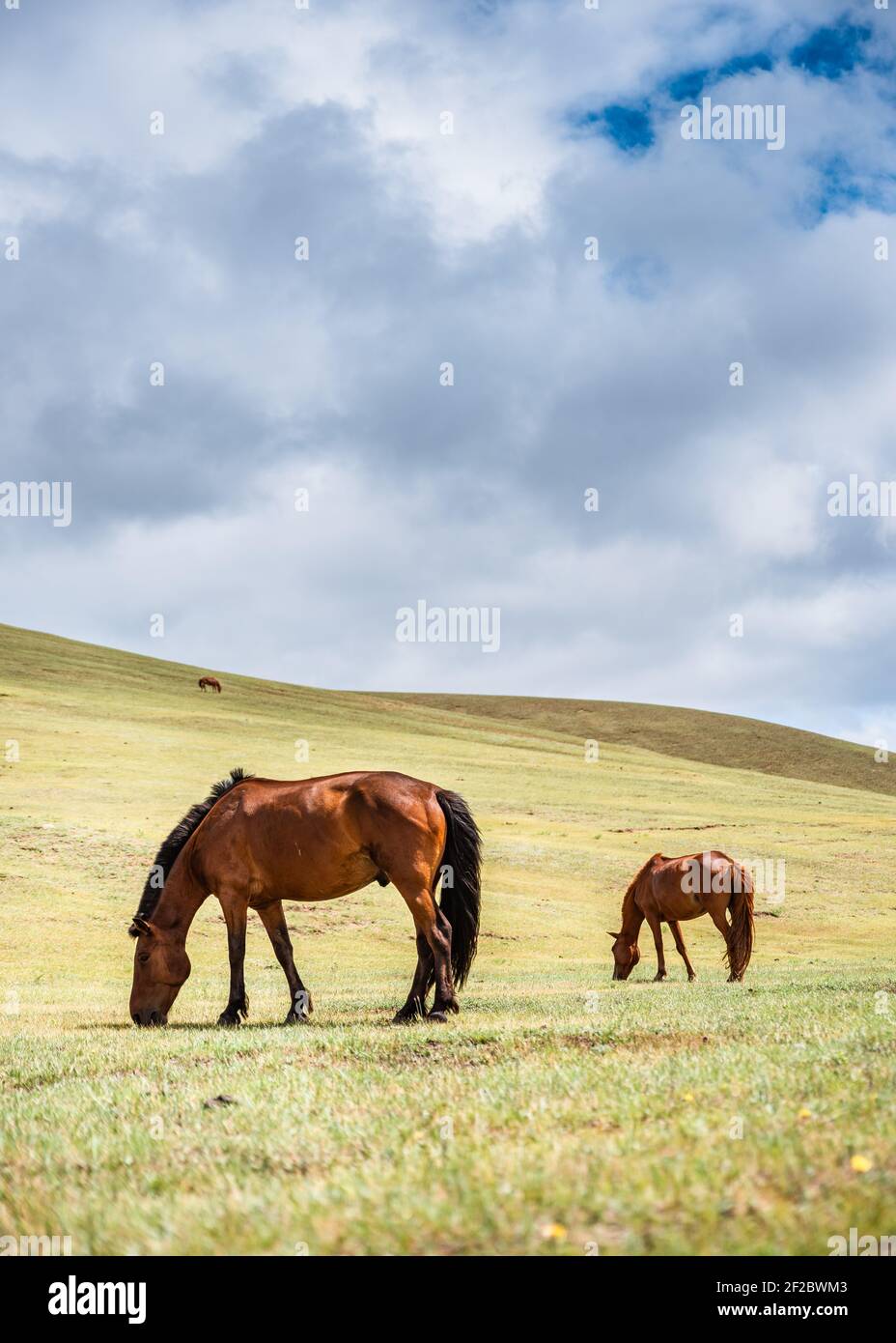 Wild Mongol horses in Gorkhi Terelj National Park, Mongolia Stock Photo ...