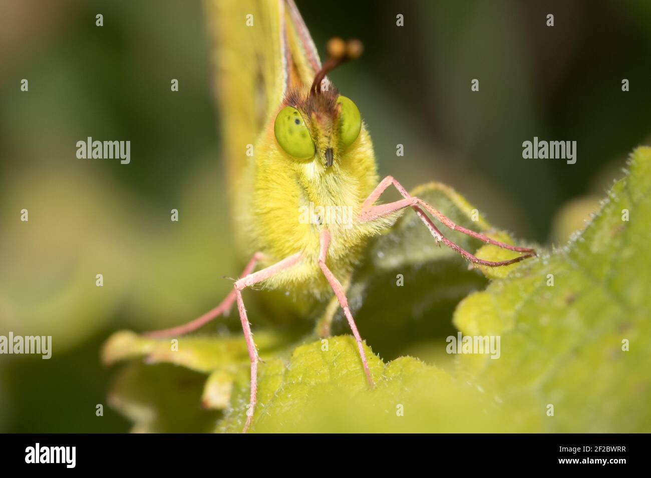 Clouded yellow (Colias croceus) butterfly freshly emerged. Sussex, UK ...