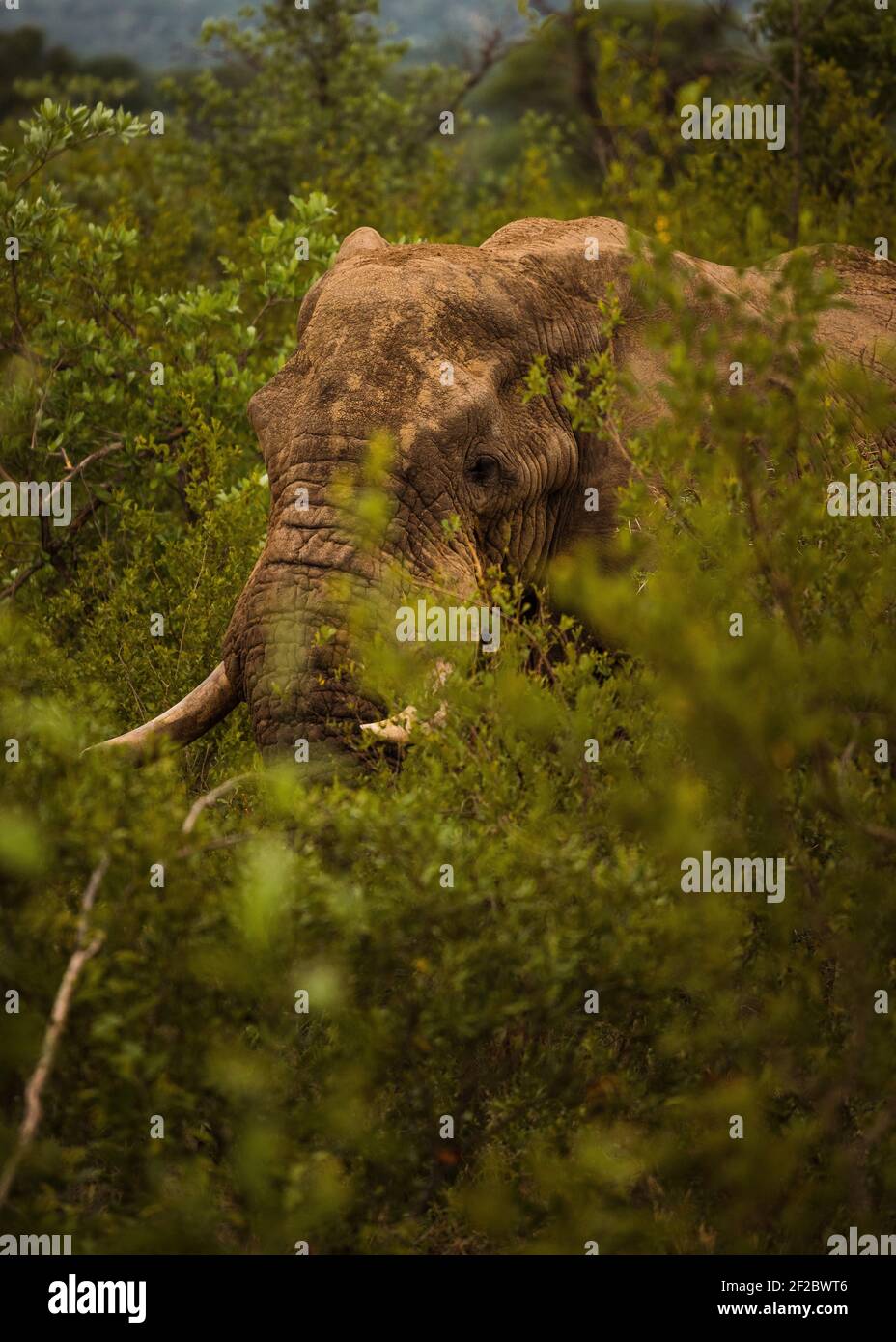 Elephant peeking through the bush at Kruger National Park, South Africa ...