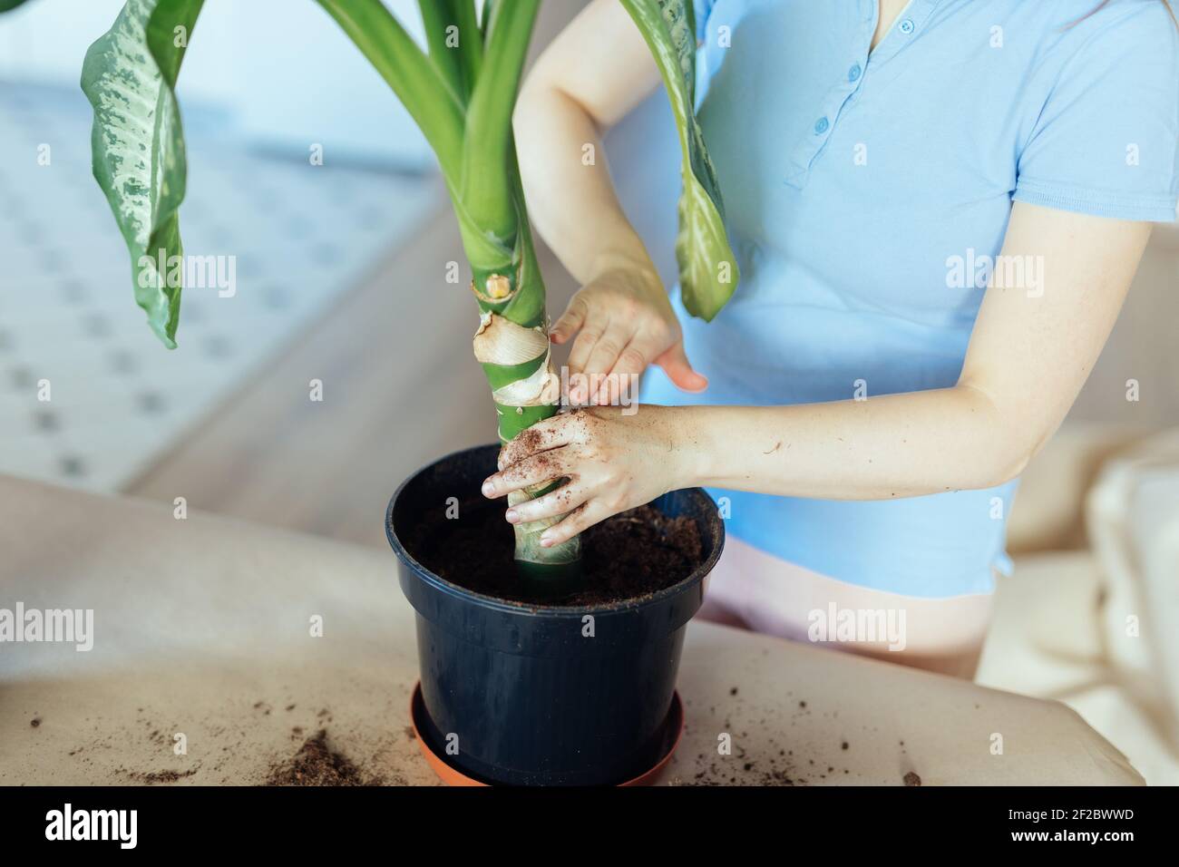 Indoor plant care. Repotting a large leafy tropical plant into a peat ...