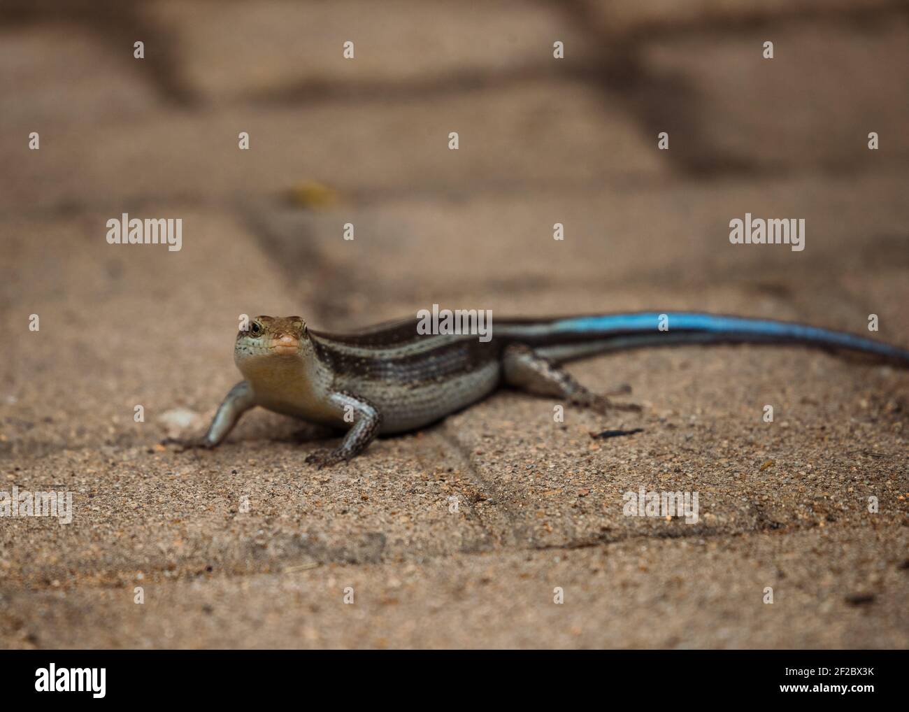 Western skink hi-res stock photography and images - Alamy