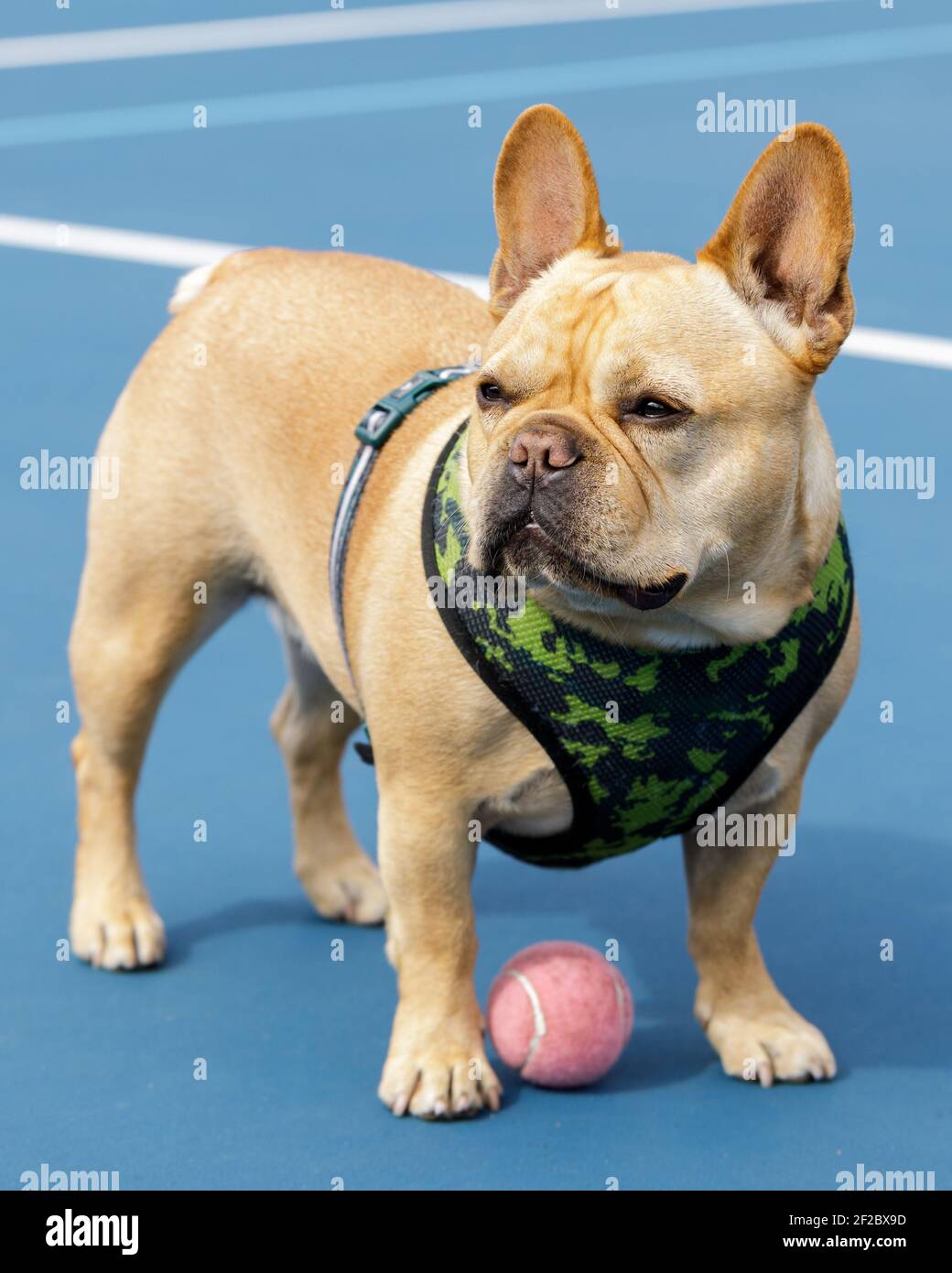 Frenchie hi-res stock photography and images - Alamy