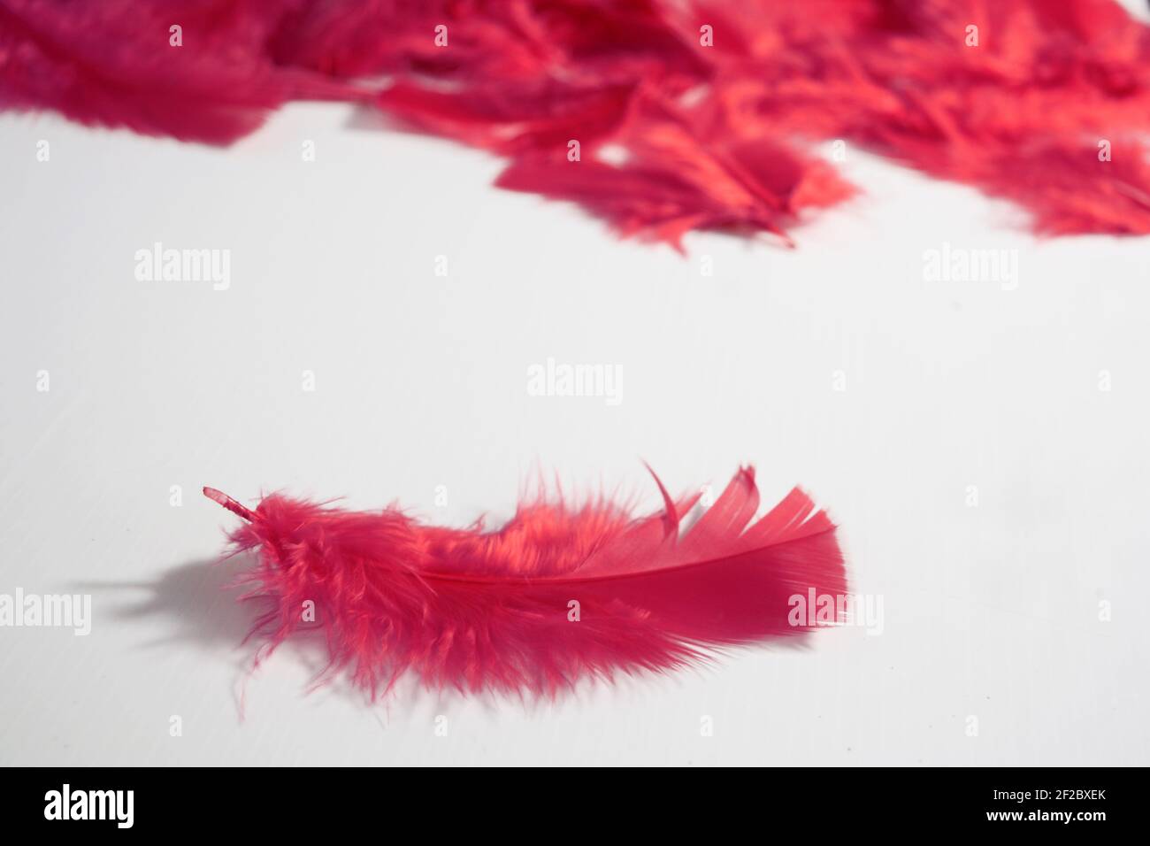 Red boa feathers hi-res stock photography and images - Alamy