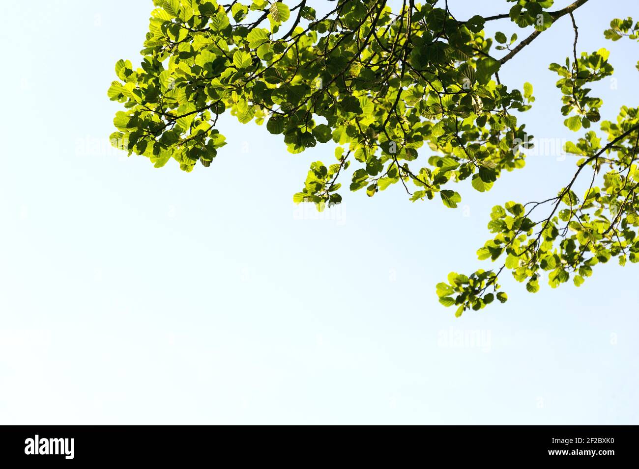 Beautiful treetops, branches with green leaves of alder trees seen ...