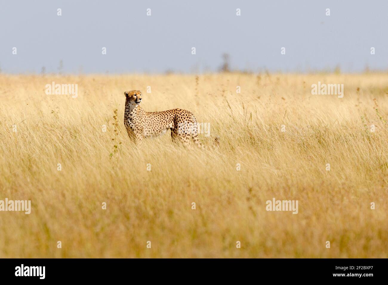 Cheetah looking back in hi-res stock photography and images - Alamy