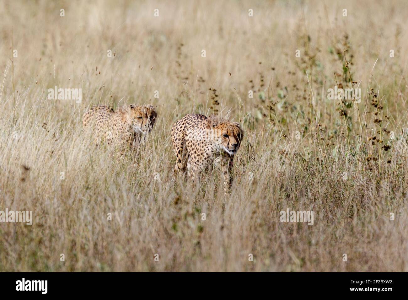 Two young cheetah walking anf hunting in open grassland, Lewa ...