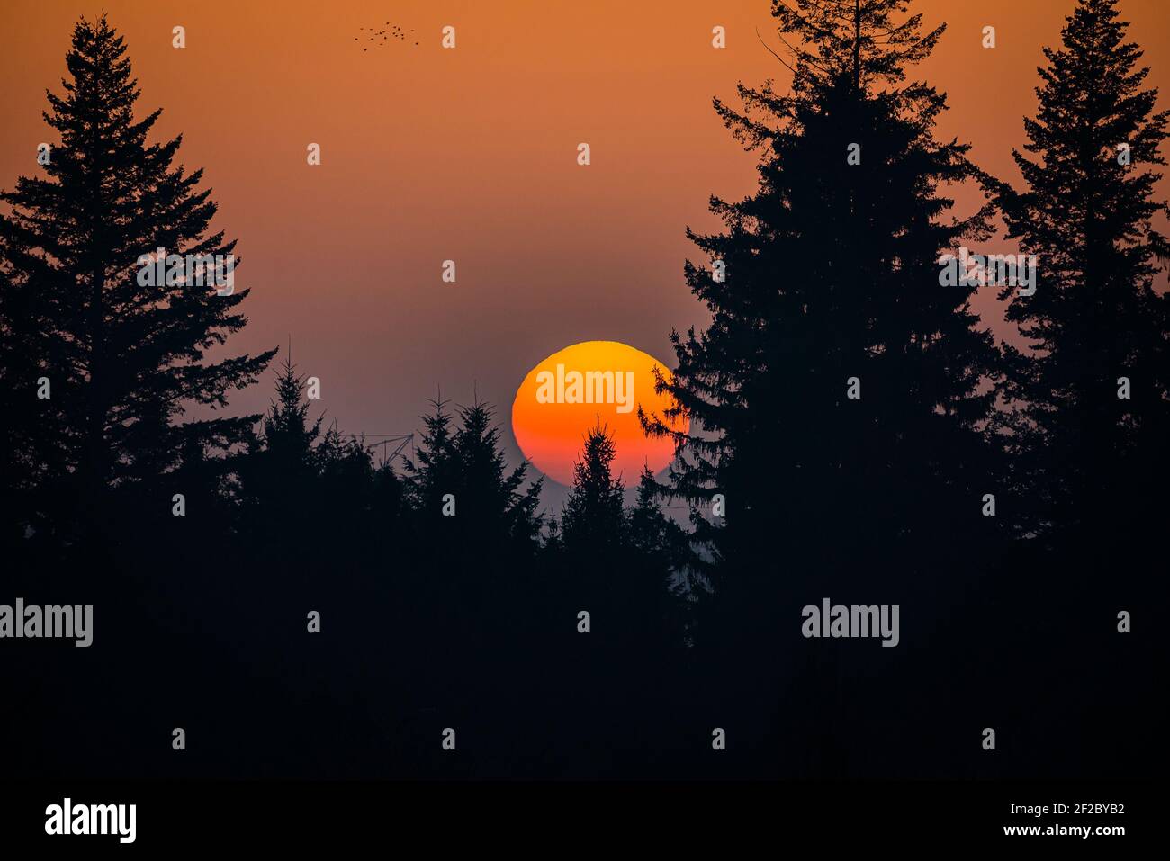 Sun goes down behind the top of the trees during sunset in Winter - sun ...