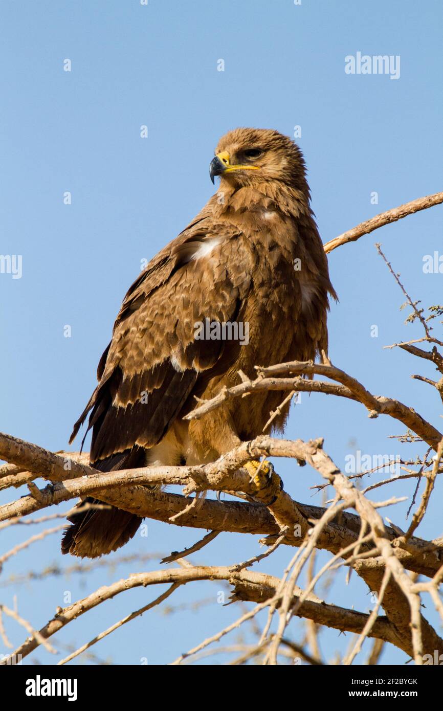 Steppe eagle migration hi-res stock photography and images - Alamy