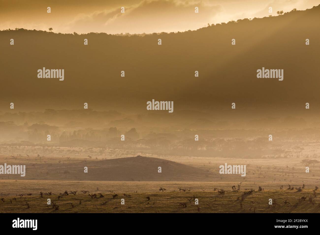 Late afternoon evening image of the landscape, Lewa Wilderness,Lewa ...