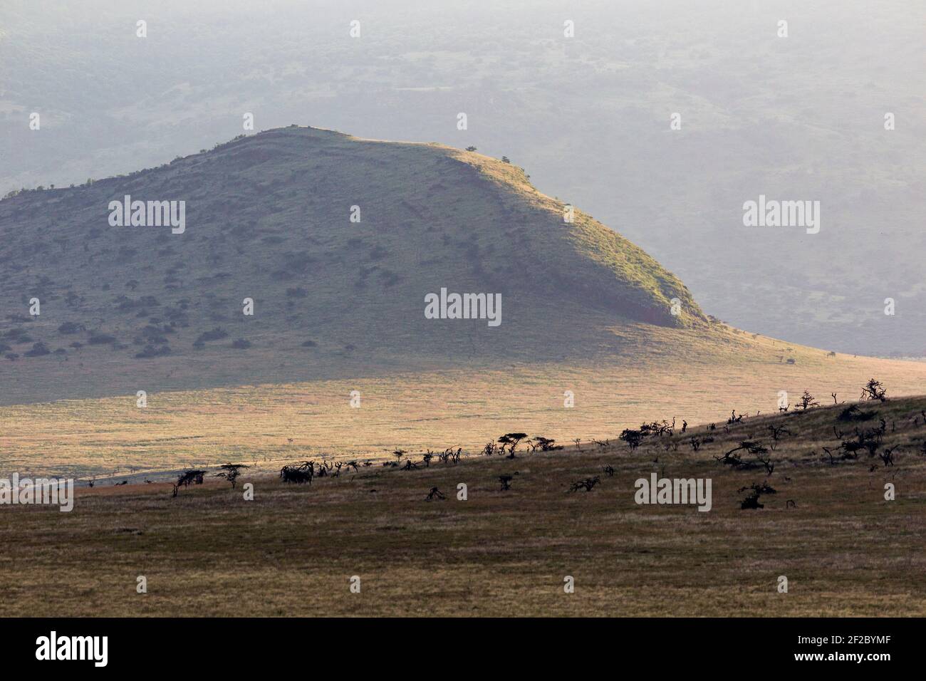 Late afternoon evening image of the landscape, Lewa Wilderness,Lewa ...