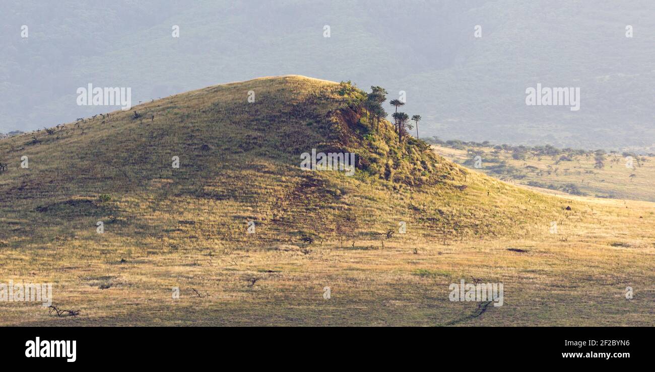 Late afternoon evening image of the landscape, Lewa Wilderness,Lewa ...