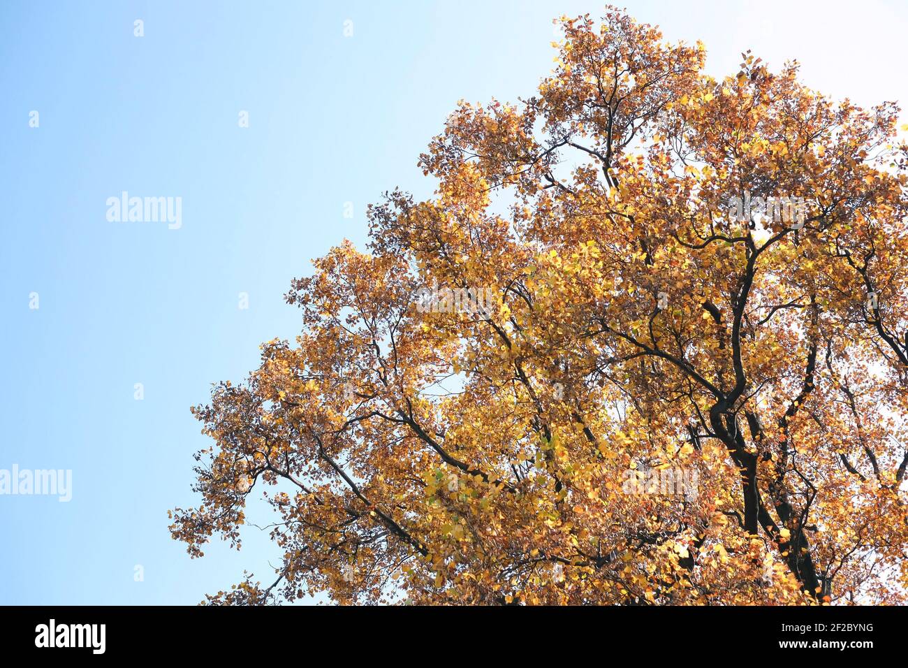 Tokyo gyoen park autumn hi-res stock photography and images - Alamy